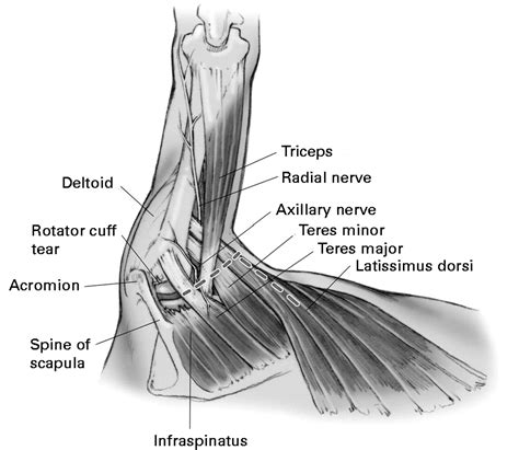 Teres Major And Latissimus Dorsi