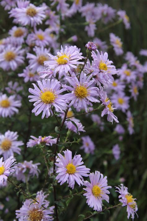 Symphyotrichum Aster Laeve ‘glow In The Dark Pan Global Plants