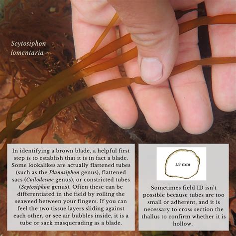 Seaweed Identification Facebook