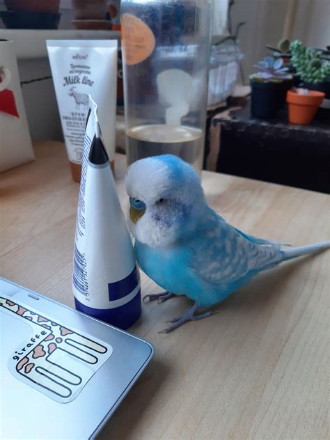 My Boi Is 6 Years Old Is It A Good Idea To Bring Home Another Budgie Now Or He Wont Accept A