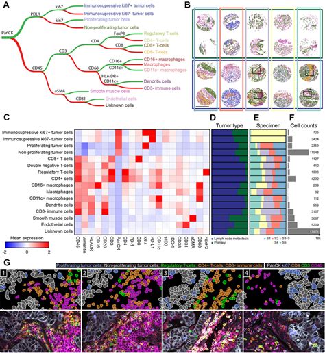 supervised rule based cell phenotyping assisted with automatic