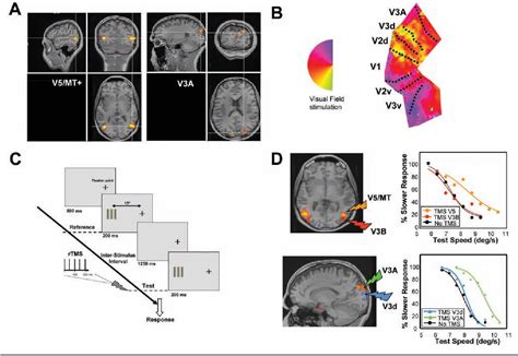 Figure 7 From The Noninvasive Dissection Of The Human Visual Cortex
