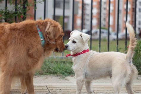 How To Socialize Your Dog And Why It Matters Greenside Canine Training
