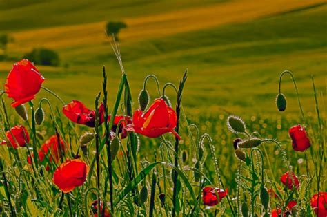 Bildet Anlegg Solskinn Felt Eng Prærie Blomst Sommer Flora