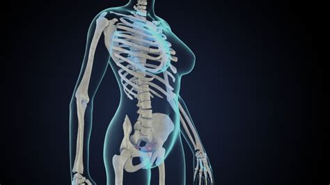 女性子宫图片高清图片素材