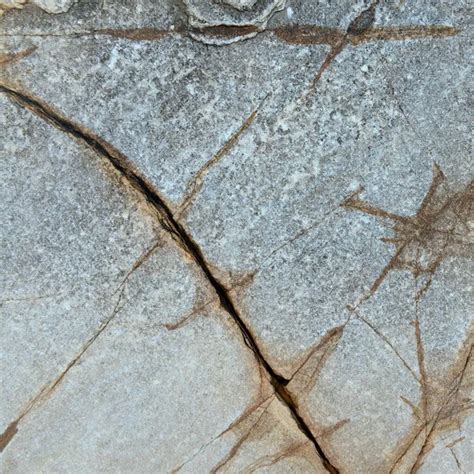 Fossilized Bones Stock Photos Royalty Free Fossilized Bones Images