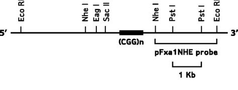 Fragile X Chemi™ Dna Probe Digoxigenin Labeled S1120