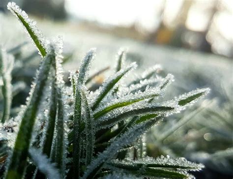 Last Frost First Frost Dates For Your Area Big Blog Of Gardening