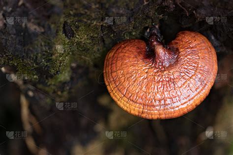 灵芝蘑菇生长在树上，药草替代药物