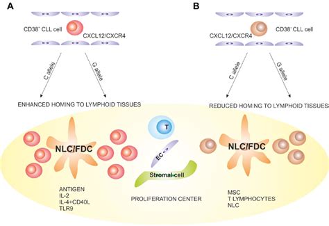 Proposed Model Explaining A Role Of Cd38 In The Pathogenesis And Download Scientific Diagram