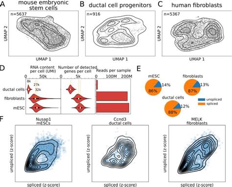 Cell Cycle Gene Regulation Dynamics Revealed By Rna Velocity And Deep Learning Lifeboat News