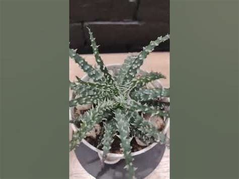 Алоэ приземистое Сафари Мара #flowers #plants #растения - YouTube