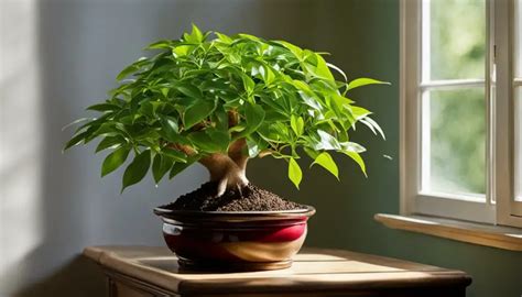 Discover Where To Place Money Tree For Good Feng Shui