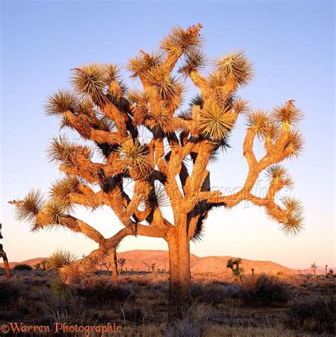 Joshua Tree Photo Wp03218