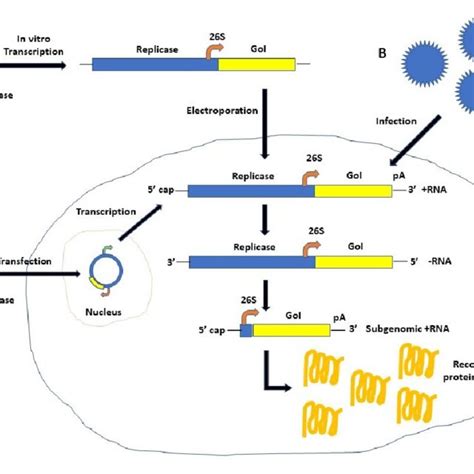 Examples Of Clinical Studies On Self Replicating Rna Viral Vector