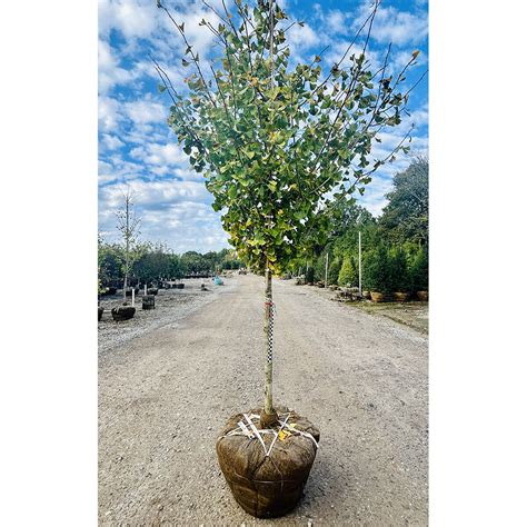 Ginkgo Biloba Sky Tower Maidenhair Tree Siteone Us