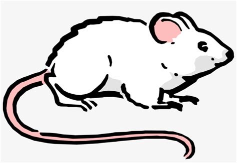 Vector Illustration Of Cartoon Rodent White Mouse Ratos Desenho Png