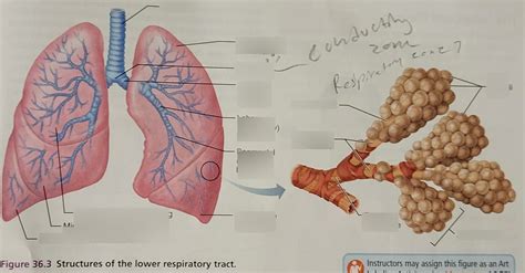 Adfa Diagram Quizlet