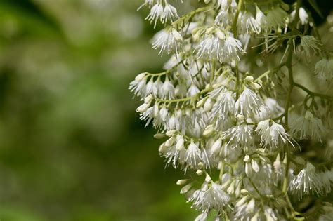 Winged Styrax Bristly Winged Free Photo On Pixabay
