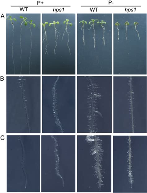 Comparisons Of Root Morphologies Between Wild Type And Hps1 Seedlings Download Scientific