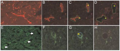 Examples Of Fluorescence Immunostaining A Rapid Immunostaining Method Download Scientific