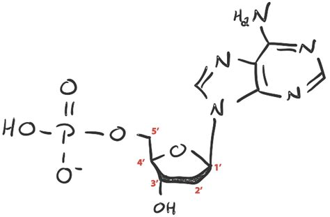Phosphate Group Diagram