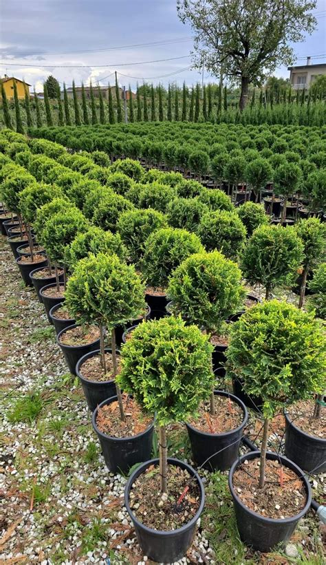 Chiparos Leylandii Forma De Bila Pe Tulpina Euro Gazon Garden