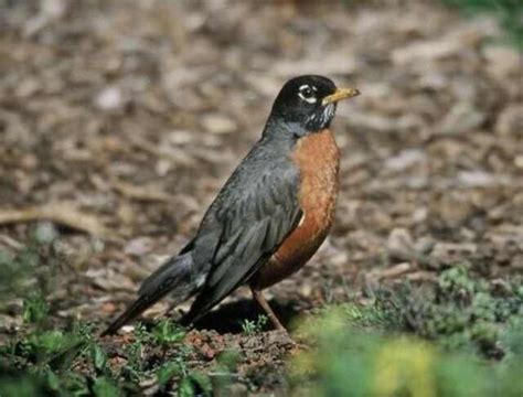 American Robin Facts From Nesting To Migration Patterns