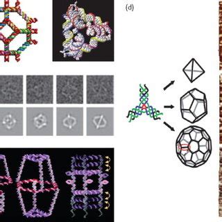 Nucleated DNA Self Assembly And Scaffolded Origami A Self Assembly Download Scientific