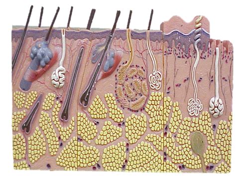 A P Lab Integument Diagram Quizlet