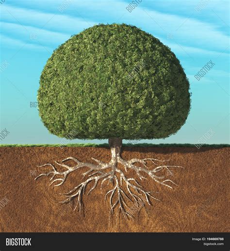 Tree Roots Underground Art