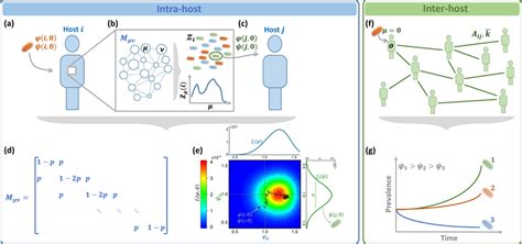 The Interplay Between Evolutionary And Epidemiological Dynamics A Host Download Scientific