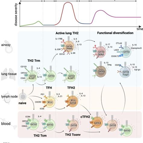 Asthma Endotypes And Phenotypes The Schematic Shows The Broad Download Scientific Diagram