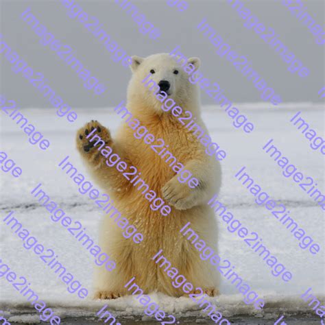 免费去除图片水印 在线去水印工具 Image2imageai 免费去除图片水印 在线去水印工具 Image2imageai