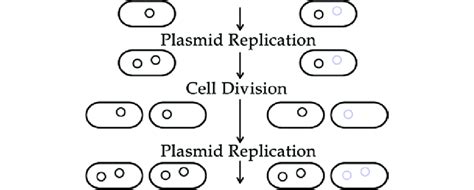 Incompatibility Between Similar Plasmids Plasmids Are Represented As Download Scientific