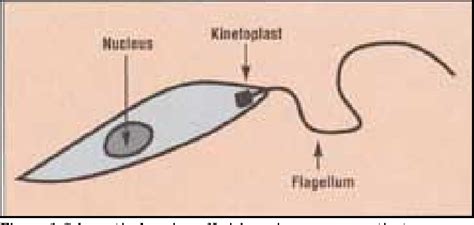 Binary Fission In Leishmania