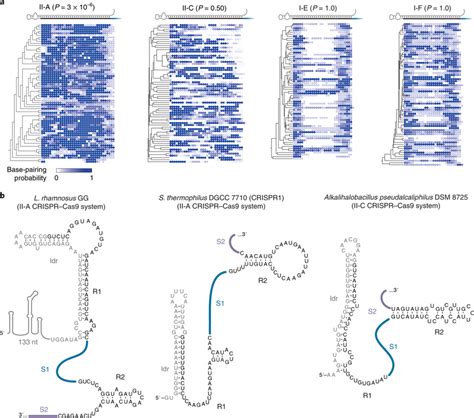A Stem Loop Formed Between The Leader Rna And R1 Is Found Across Download Scientific Diagram