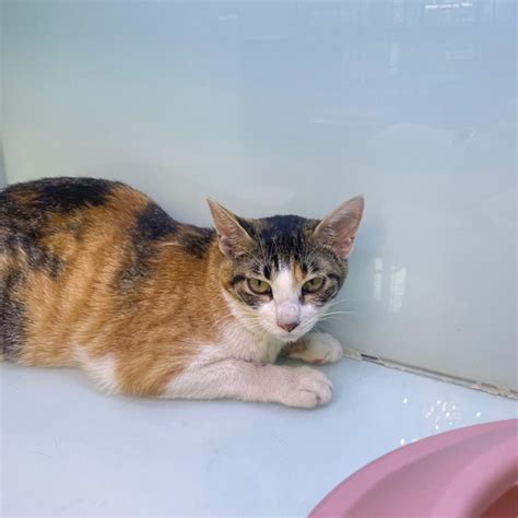 코리안숏헤어 토끼 이탈리아그레이하운드입양 치와와입양 폼스키입양 폼치입양 폼피츠입양 푸숑입양 고양이입양 랙돌입양 러시안블루입양 먼치킨입양 브리티쉬숏헤어입양 노르웨이숲입양 뱅갈