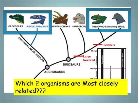 Ppt Phylogenetic Trees Powerpoint Presentation Free Download Id 2298210