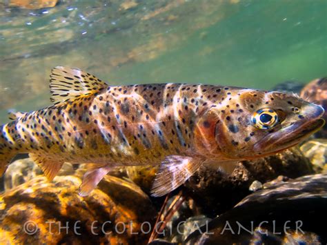 The Ecological Angler Lahontan Cutthroat Trout