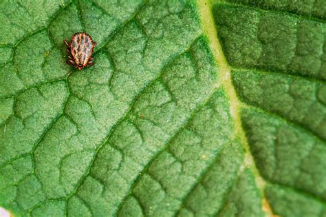 녹색 잎에 더마 센토르 레티쿨라투스 또한 화려한 암소 진드기로 알려진 화려한 개 진드기 초원 진드기 습지 진드기 가족 익소디대 진드기는 위험한 질병의 운반대입니다 0명에