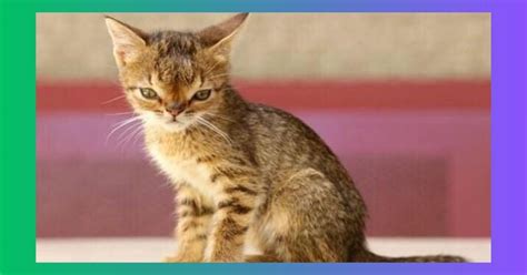 10 Unique Animals With Down Syndrome