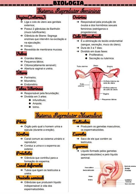 Sistema Reprodutor Feminino Anatomia Artofit