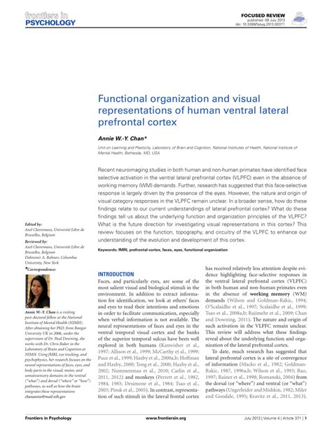 Pdf Functional Organization And Visual Representations Of Human Ventral Lateral Prefrontal Cortex