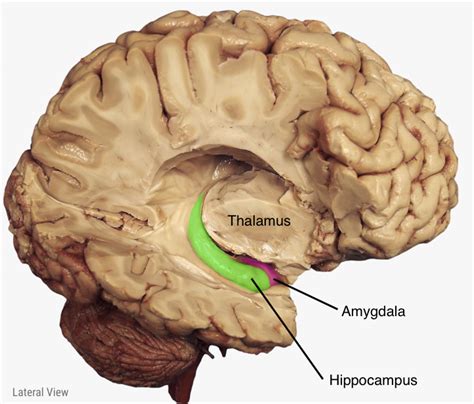 Parts Of The Brain Amygdala The Amygdalas Location And Function