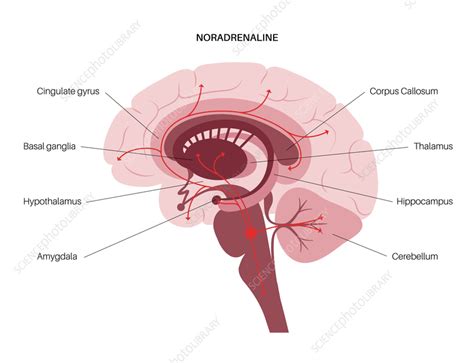 Norepinephrine Hormone Pathway Illustration Stock Image F0357210 Science Photo Library