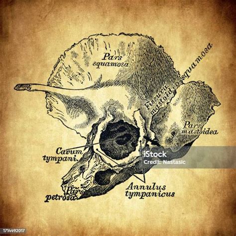 Newborn Temporal Bone Stok Vektör Sanatı And 19 Yüzyıl‘nin Daha Fazla