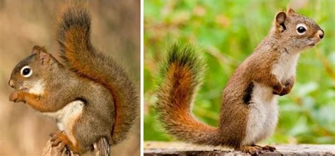 Types Of Squirrels In Colorado 3 Species W Pictures Bird Watching Hq
