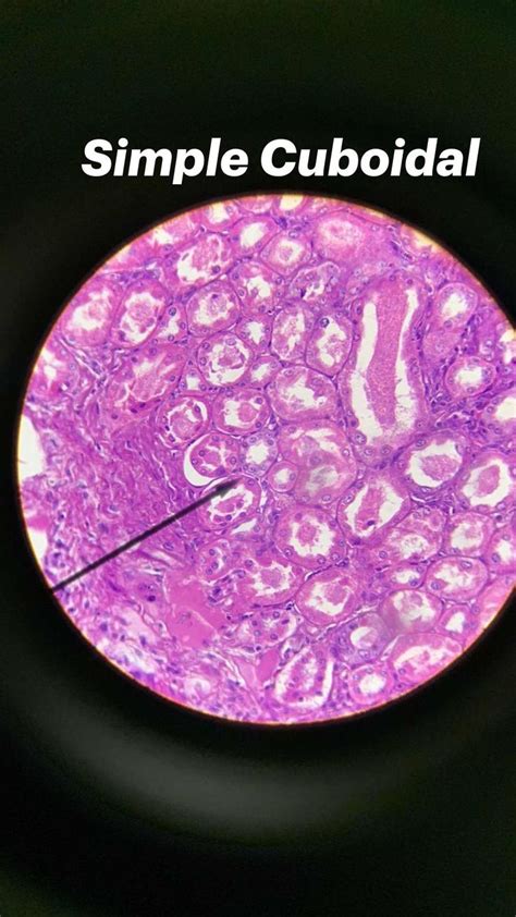 Simple Cuboidal Simple Pancreas Glands
