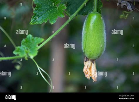 Wax Gourd Chalkumra Organic Vegetable Ash Gourd Winter Melon Seeds